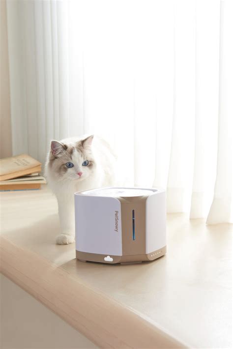 How Much Wet Food To Feed A Cat Including Calculator