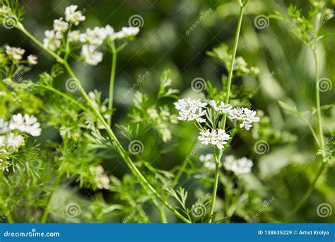 Blooming Coriander Chinese Parsley Or Coriandrum Sativum Cilantro