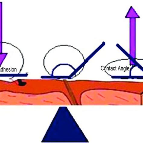Mechanism Of Mucoadhesion Download Scientific Diagram