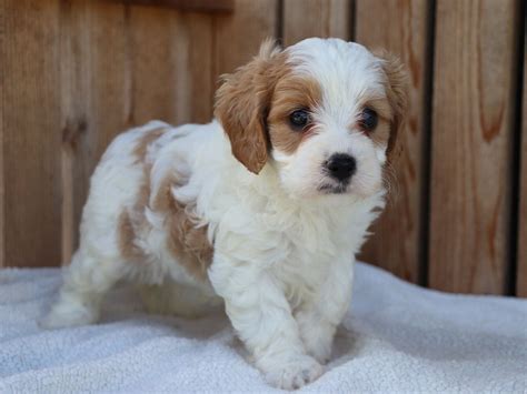 Blenheim Cavapoo Deep Discounts