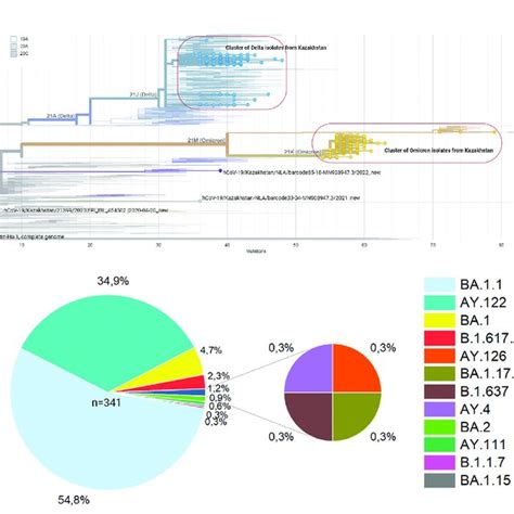 Phylogenetic Distribution Of Sequenced Sars Cov 2 Genomes A A Download Scientific Diagram