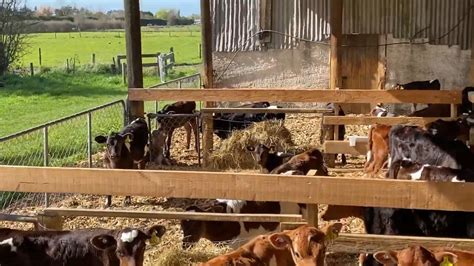 Good Feed And Diet Plan For One Month Old Heifer Calfs ਵਛਆ Good Feed