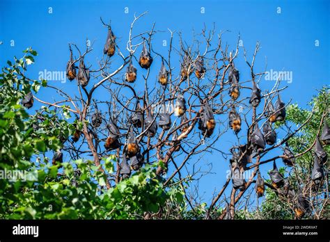 The Grey Headed Flying Fox Pteropus Poliocephalus Is A Megabat And