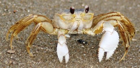 Ghost Crab Sand Crab Facts Habitat Characteristics And Pictures