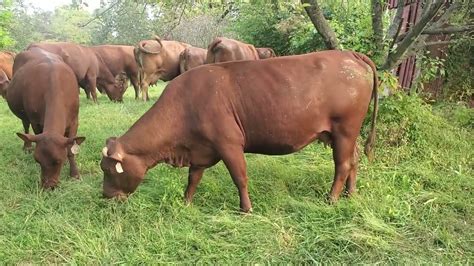 Mowing Another Landowners Yard For The First Time With Cattle Mob