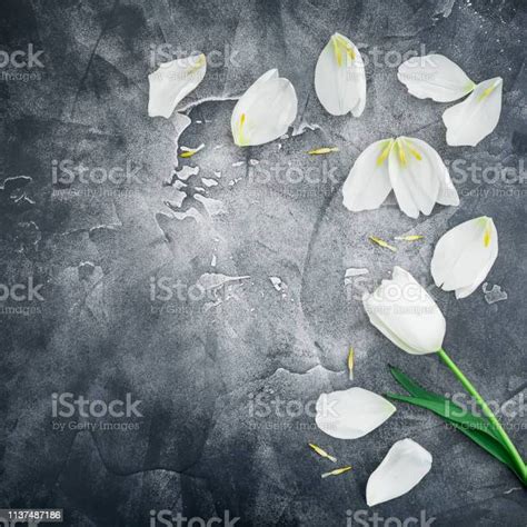 흰색 꽃과 회색 배경에 꽃잎의 꽃 프레임 구성 플랫 레이 평면도 0명에 대한 스톡 사진 및 기타 이미지 0명 개념 개념과 주제 Istock
