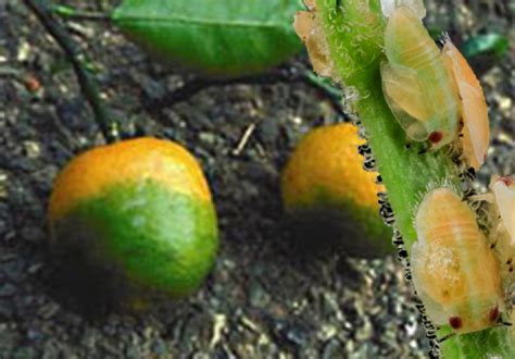 Usda Invests 136 Million In Citrus Greening Research Fruit