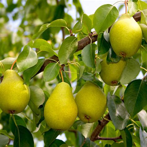 Peral Williams Manos A La Tierra