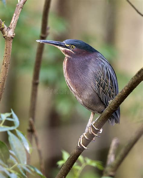 Green Heron Photo And Image Perched On A Branch Displaying Blue