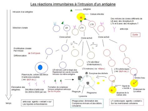SchÃ©ma SystÃ¨me Immunitaire Terminale S