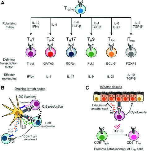 Cd4 T Cell Heterogeneity And Functions During Viral Infections A