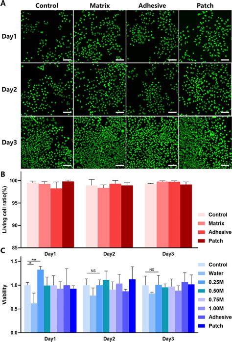 Effect Of Patch On Proliferation And Survival Of L929 Cells A