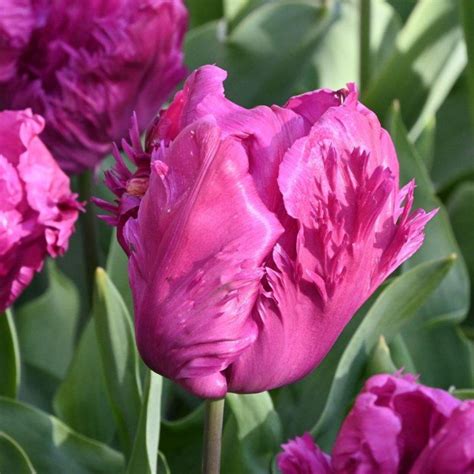 Tulipa Parrot Prince Buy Plants At Coolplants