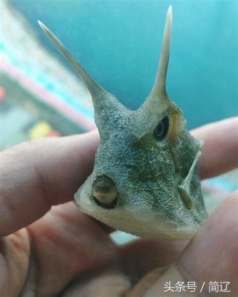 俄羅斯漁民陸續捕捉到的深海生物（下） 每日頭條