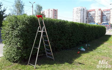 Стрижка живой изгороди, стрижка стен из растений, обрезка зеленых ...