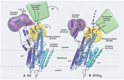 Structures Of The Serca Pump In A The Ca 2 Free Thapsigargin Bound