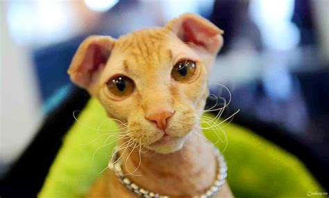 Самые смешные породы кошек 88 фото