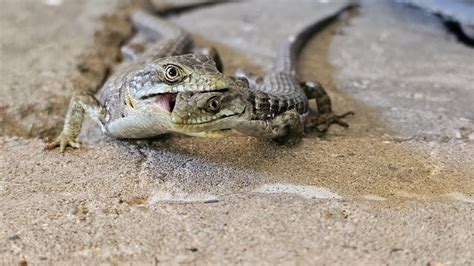 He Take A Bite Lizard Warning Rpics