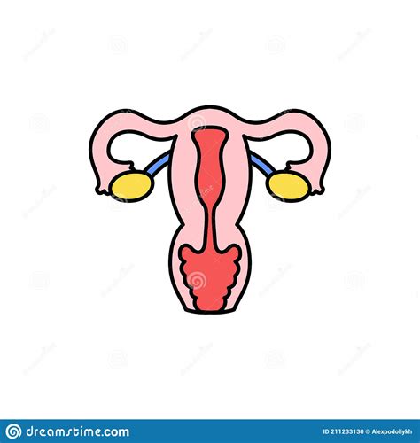 Human Organ Uterus Color Line Icon Pictogram For Web Page Mobile App Stock Vector