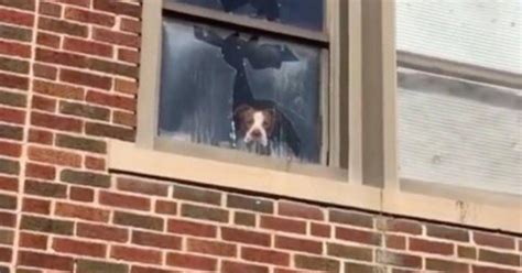 After Days Trapped In An Abandoned School Pit Bull S First Hug Is Pure