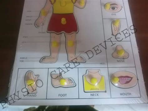 GIRLBody Part Peg Board With Tray At Rs Piece Shadipur New