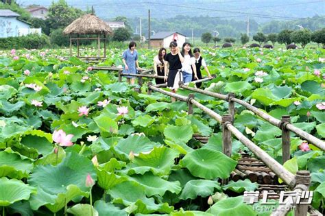 赏荷打卡哪里去？长沙这些地方等你来经济民生湖南频道红网