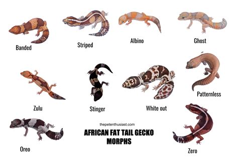 26 African Fat Tailed Gecko Morphs And Colors With Pictures