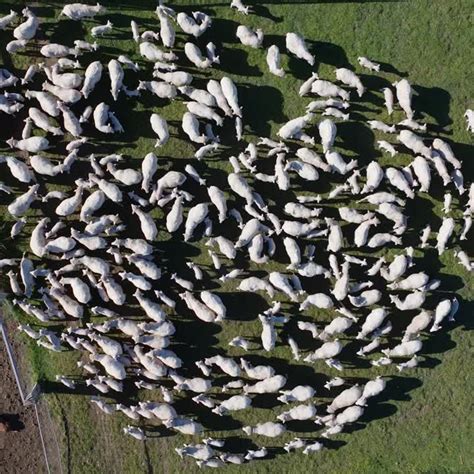 Meat And Livestock Australia On Linkedin Another Great Video From