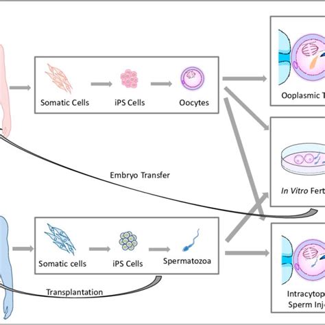 Differentiation Pathway From Human IPS Cells To Germ Cells Human IPS Download Scientific