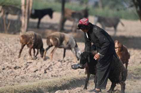 Shepherds With Flock Of Sheep In The Desert Editorial Stock Image