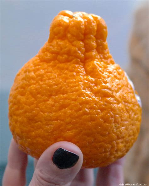 Sumo Citrus une mandarine xxl aussi appelée Dekopon