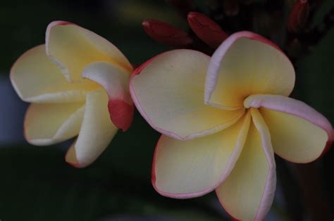 Thai Jade