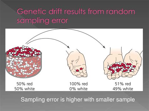 Ppt Genetic Drift Powerpoint Presentation Free Download Id5573119