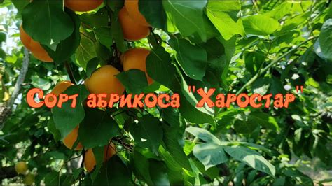Сорт абрикоса "Харостар" - YouTube