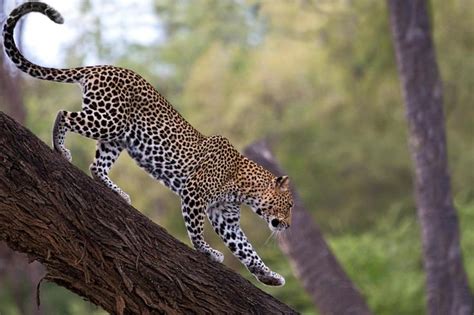 Amur Leopard Climb Google Search Leopard Pictures Leopard Facts