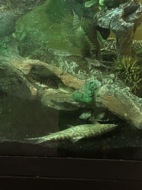 Anyone Else Have A Yoyo Loach Lay At The Bottom Of The Tank R Aquariums