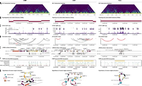 Chromatin Structure And Organization Associated With Vg Arrays A