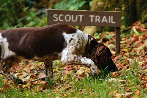 Scout trail in Finlaystone