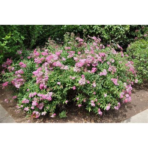 Japanska Spirea Little Princess