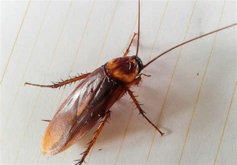 Do Cockroaches Bite What To Do And How To Prevent