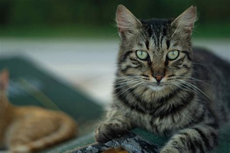 猫 猫科动物 毛皮 Pixabay上的免费照片 Pixabay