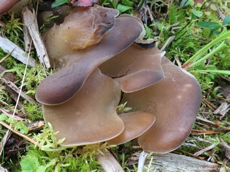 Mushroom Identifier Mushroom World