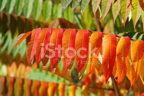 박쥐 옻나무 Rhus Typhina와 색깔의 스톡 사진 로열티 프리 이미지 Freeimages