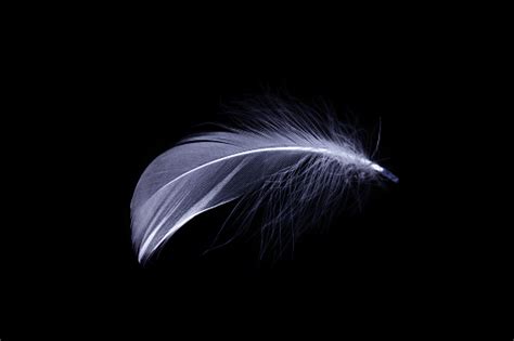 깃털 텍스처 매크로 사진에서 검은 배경에 고립 된 자연 추상 적 새 깃털 클로즈업 부드러운 흐린 배경에 매력적인 세련된 통풍이