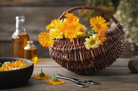 건강한 금송화 약초 바구니 마리골드 꽃 금송화 에센셜 오일과 주입 신선한 메리 골드 꽃의 병 대체 약초 0명에 대한 스톡 사진