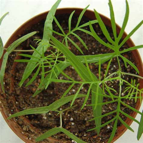 羽叶茑萝花种子圆叶莺萝爬藤植物庭院室内外阳台花卉五角星花种籽 虎窝淘