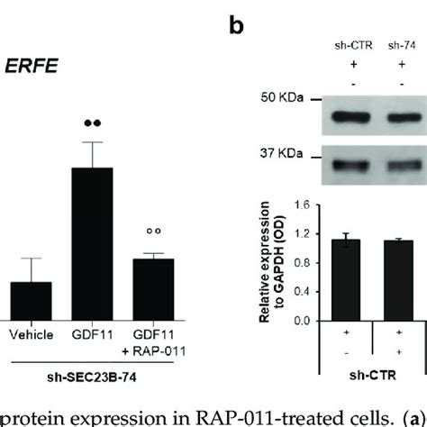 Erfe Gene And Protein Expression In Rap 011 Treated Cells A
