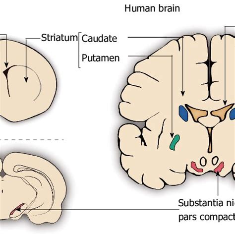 Schematic Representation Of Different Sites In The Rat And Human Brains