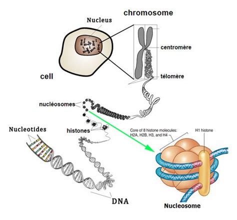 Nucleosome Structure Of Chromatin Short Notes Easybiologyclass