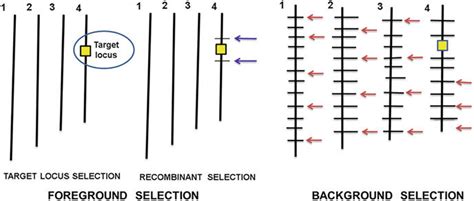 2 Principles Of Marker Assisted Backcross Breeding Download